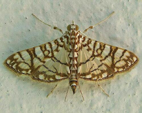 Moth Photographers Group -- Aaron Cavosie - Puerto Rico Moths ...