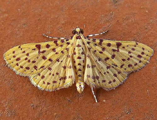 Moth Photographers Group -- Aaron Cavosie - Puerto Rico Moths ...