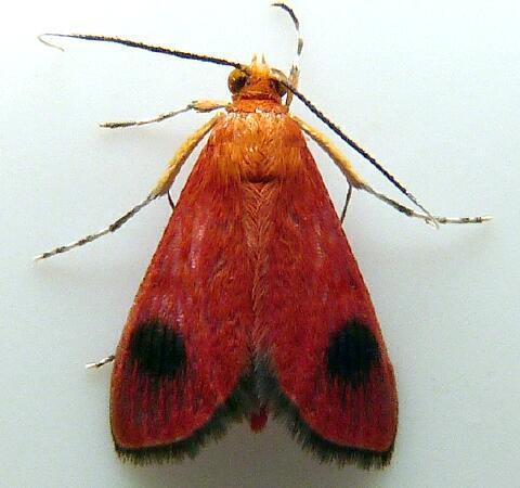 Moth Photographers Group -- Aaron Cavosie - Puerto Rico Moths ...