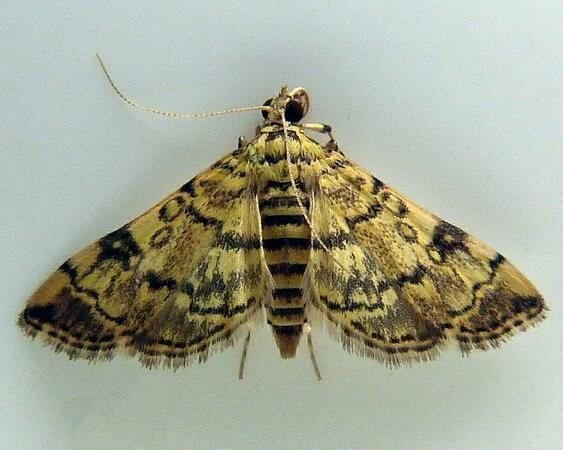 Moth Photographers Group -- Aaron Cavosie - Puerto Rico Moths ...