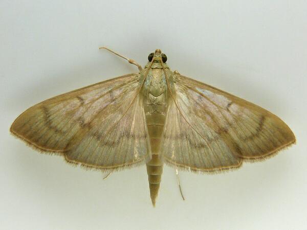 Moth Photographers Group -- Aaron Cavosie - Puerto Rico Moths ...