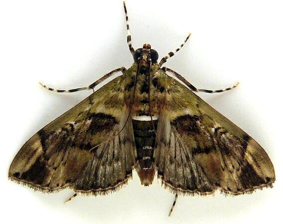 Moth Photographers Group -- Aaron Cavosie - Puerto Rico Moths ...