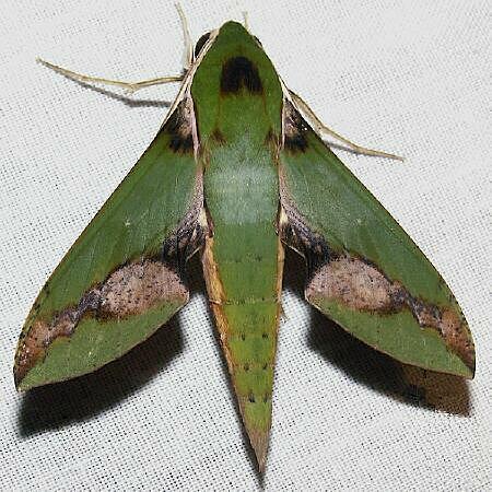 Moth Photographers Group -- Aaron Cavosie - Puerto Rico Moths - Sphingidae