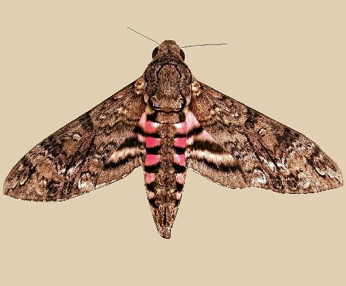 Moth Photographers Group -- Aaron Cavosie - Puerto Rico Moths - Sphingidae