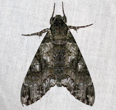 Moth Photographers Group -- Aaron Cavosie - Puerto Rico Moths - Sphingidae