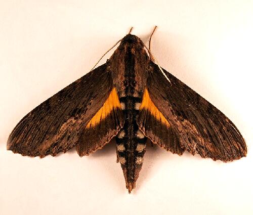 Moth Photographers Group -- Aaron Cavosie - Puerto Rico Moths - Sphingidae