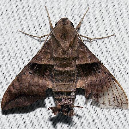 Moth Photographers Group -- Aaron Cavosie - Puerto Rico Moths - Sphingidae