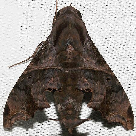 Moth Photographers Group -- Aaron Cavosie - Puerto Rico Moths - Sphingidae