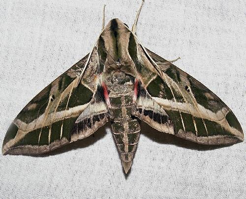 Moth Photographers Group -- Aaron Cavosie - Puerto Rico Moths - Sphingidae