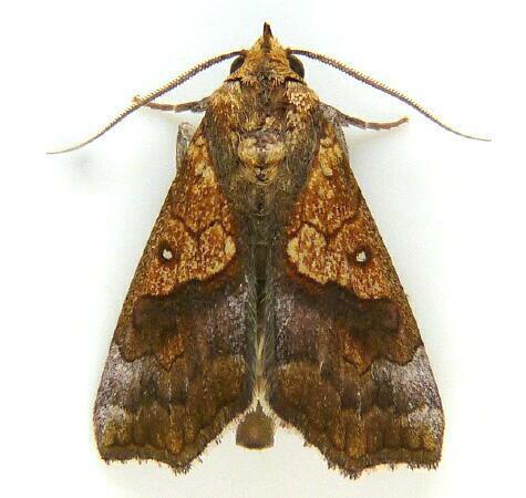 Moth Photographers Group -- Antillean Lepidoptera Plate 06.1