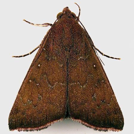 Moth Photographers Group -- Antillean Lepidoptera Plate 06.1