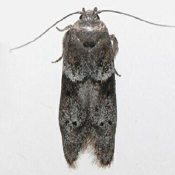 Moth Photographers Group -- Antillean Lepidoptera Plate 01.1