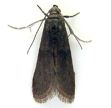 Moth Photographers Group -- Antillean Lepidoptera Plate 03.1