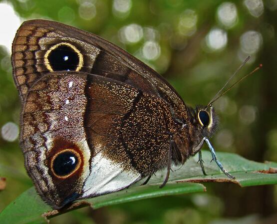 Moth Photographers Group -- Antillean Lepidoptera Plate 01.5 - Butterflies