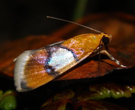Moth Photographers Group -- Antillean Lepidoptera Plate 03.1