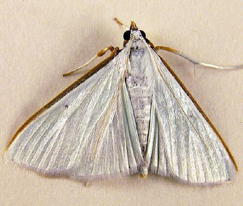 Moth Photographers Group -- Antillean Lepidoptera Plate 03.1