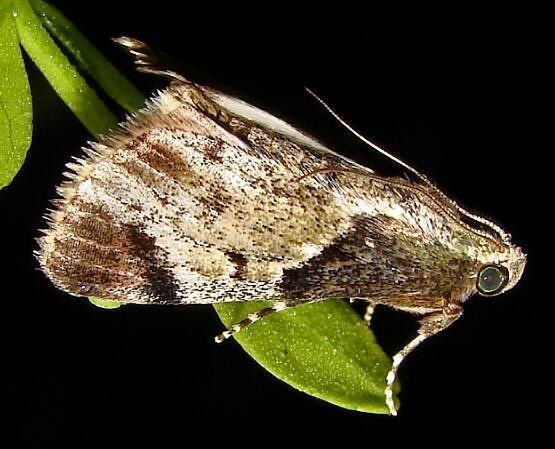 Moth Photographers Group -- Antillean Lepidoptera Plate 03.1