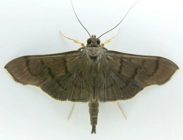 Moth Photographers Group -- Antillean Lepidoptera Plate 03.1