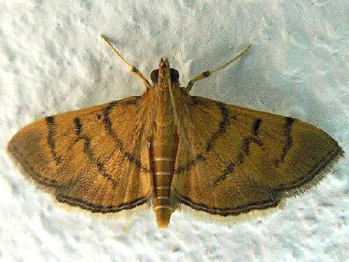 Moth Photographers Group -- Antillean Lepidoptera Plate 03.1