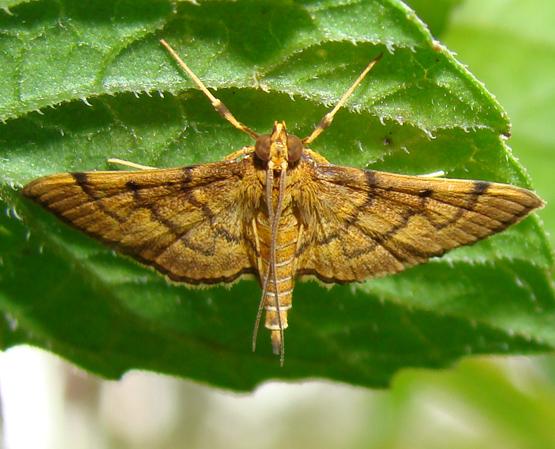Moth Photographers Group -- Antillean Lepidoptera Plate 03.1