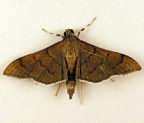 Moth Photographers Group -- Antillean Lepidoptera Plate 03.1