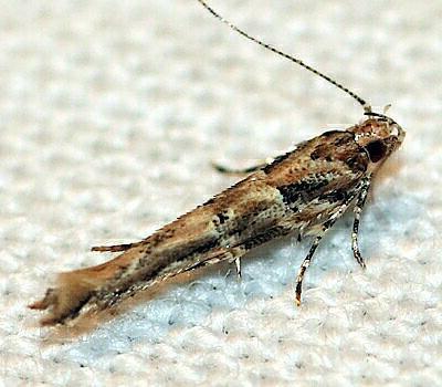 Moth Photographers Group -- Antillean Lepidoptera Plate 01.1