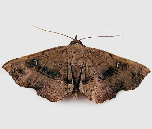 Moth Photographers Group -- Antillean Lepidoptera Plate 06.1