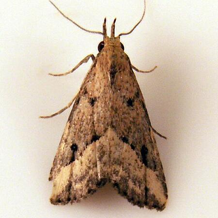 Moth Photographers Group -- Antillean Lepidoptera Plate 06.1