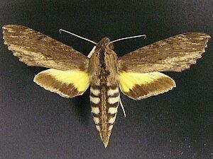 Moth Photographers Group -- Archbold Biological Station Moths 01
