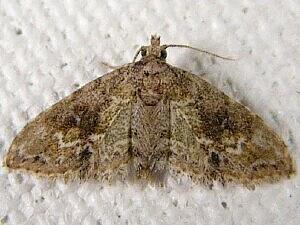 Moth Photographers Group -- Archbold Biological Station Moths 04