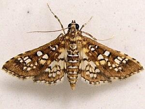 Moth Photographers Group -- South Florida Moths 01