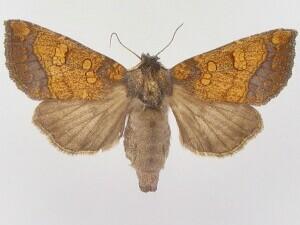 Moth Photographers Group -- Jim Wiker's Papaipema Moths