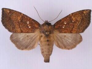 Moth Photographers Group -- Jim Wiker's Papaipema Moths