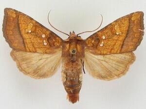 Moth Photographers Group -- Jim Wiker's Papaipema Moths