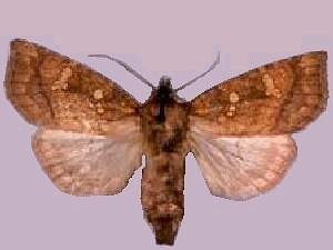Moth Photographers Group -- Jim Wiker's Papaipema Moths