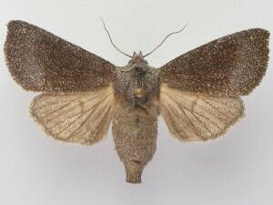 Moth Photographers Group -- Jim Wiker's Papaipema Moths