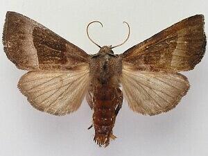 Moth Photographers Group -- Jim Wiker's Papaipema Moths