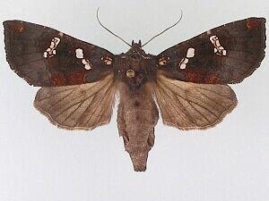 Moth Photographers Group -- Jim Wiker's Papaipema Moths