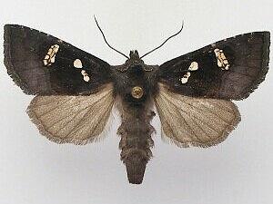 Moth Photographers Group -- Jim Wiker's Papaipema Moths