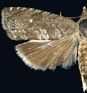 Moth Photographers Group -- Eric LaGasa's Moths 03