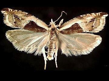 Moth Photographers Group -- Eric LaGasa's Moths 03