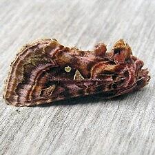 Moth Photographers Group -- Nelson Poirier's New Brunswick Moths 01