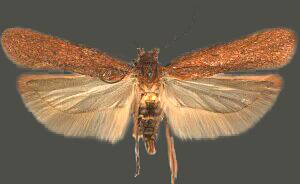 SangMi Lee's Gelechiidae - 3