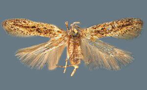 SangMi Lee's Gelechiidae - 4