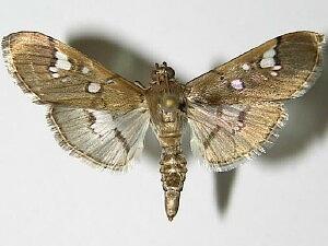 Moth Photographers Group – Dan Janzen and Winnie Hallwachs – Plate 01.0 ...