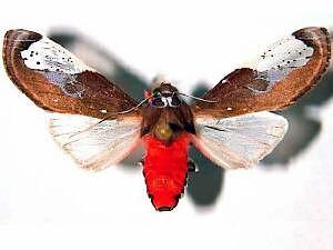 Moth Photographers Group – Bertholdia albipuncta of authors – 8258.1