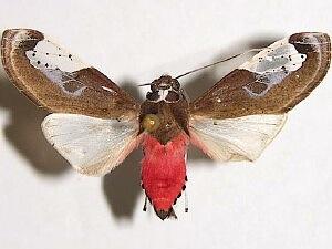 Moth Photographers Group – Bertholdia albipuncta of authors – 8258.1