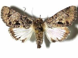 Moth Photographers Group – Dan Janzen and Winnie Hallwachs – Plate 01.0 ...