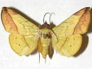 Moth Photographers Group – Dan Janzen and Winnie Hallwachs – Plate 01.0 ...