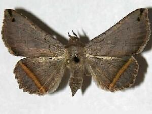 Moth Photographers Group – Dan Janzen and Winnie Hallwachs – Plate 01.0 ...